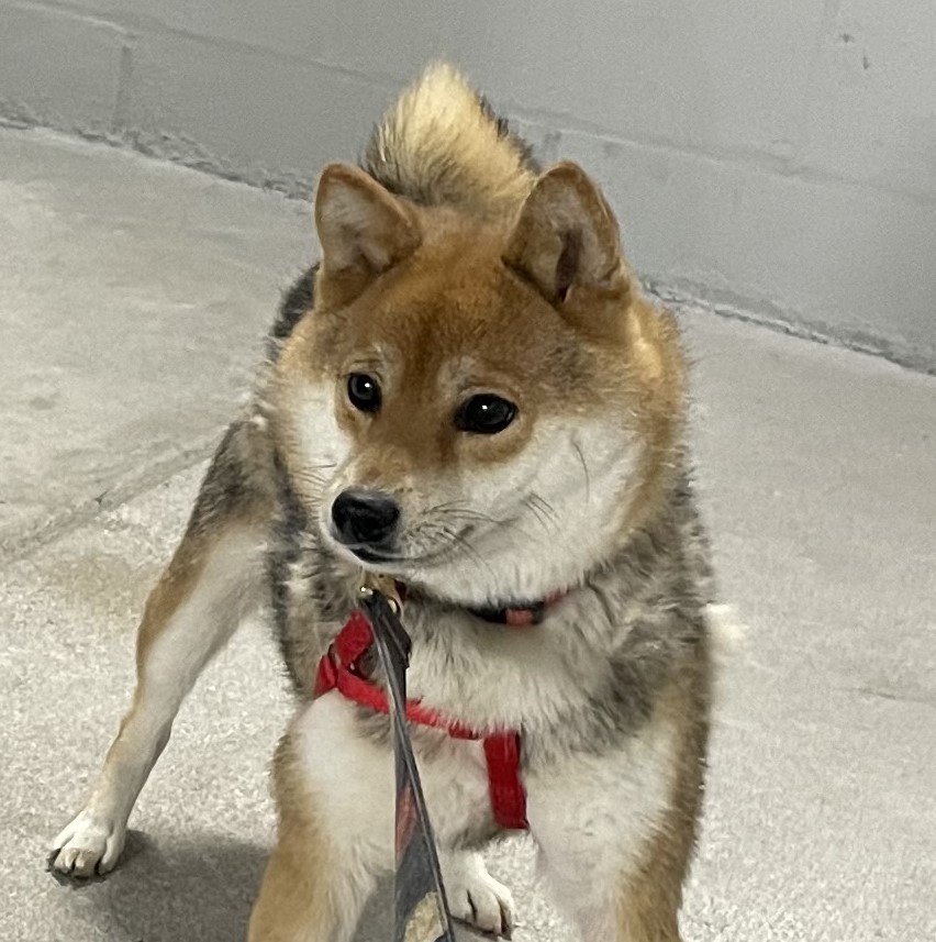 ADOPTED- KORRA - 3 yrs 12lbs Tri Color Female Shiba Inu - Shiba Inu ...